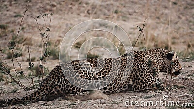 Spectacular Wild Leopard Stalking in Super Slow Motion 4k Stock Video ...