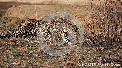 Spectacular Wild Leopard Stalking in Super Slow Motion 4k Stock Video ...