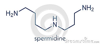 Spermidine Molecule. Skeletal Formula. Vector Illustration ...
