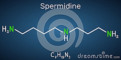 Spermidine Molecule. Structural Chemical Formula On The Dark Blue ...
