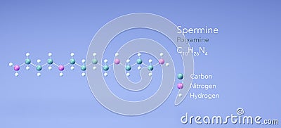 Spermine Molecule, Molecular Structures, C10h26n4, 3d Model, Structural ...