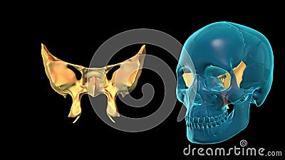 Sphenoid Bone - 3D MODEL ANIMATION Stock Video - Video of anatomy, dead ...