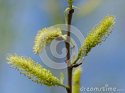 Prey Fell Into The Web Of A Spider, Which He Made On A Flowering Tree ...