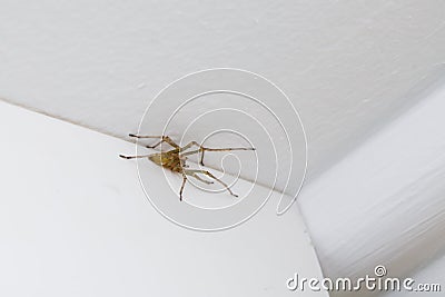 Spider On The Ceiling Stock Photo | CartoonDealer.com #92521170