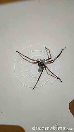 Spider Climbing On Wall. Royalty-Free Stock Image | CartoonDealer.com ...