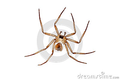 Spider Exoskeleton After Molt In White Background Ecdysis Royalty-Free ...