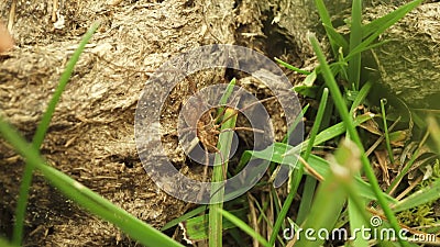 Spider on feces stock video. Video of arachnophobia - 260113025