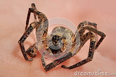 Spider On Finger Royalty-Free Stock Photography | CartoonDealer.com ...