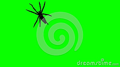 Spider on Green Screen Creepy Crawling Stock Video - Video of spider ...