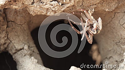 Spider Skin Hanging And Turning Around, Loopable Stock Footage - Video ...