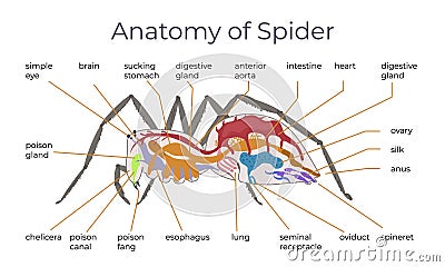 Spider Structure Flat Infographics Vector Illustration | CartoonDealer ...