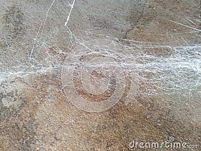Spider Texture Royalty-Free Stock Image | CartoonDealer.com #146790100