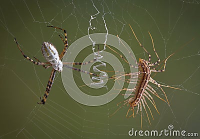 Spider Vs Centipede Stock Image - Image: 15747611