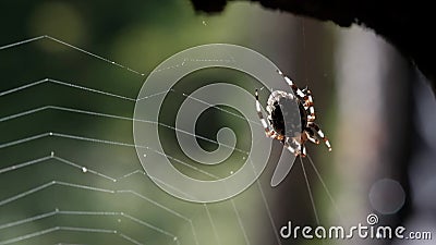 The Victim Fell into a Web and the Spider Began To Braid into a Cocoon ...