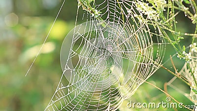Spider Web Shaking on the Wind Stock Footage - Video of network, nature ...