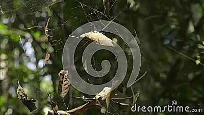 Spider Web between Trees in the Amazon Rainforest Stock Footage - Video ...