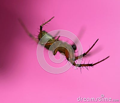 Spider In Work Royalty-Free Stock Photography | CartoonDealer.com #19826387