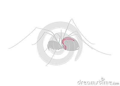 Respiratory System Of A Spider Stock Photo | CartoonDealer.com #241550443