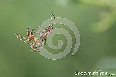 Spiders Fighting Royalty Free Stock Photo - Image: 6396465