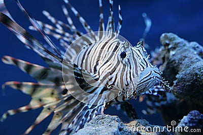 Spiky Fish Stock Photography - Image: 2449102