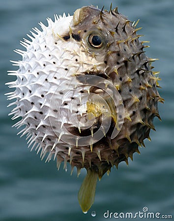 Spiky Fish Stock Photography - Image: 7697772