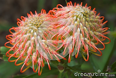 Spiky Orange Flowers Stock Images - Image: 20625624
