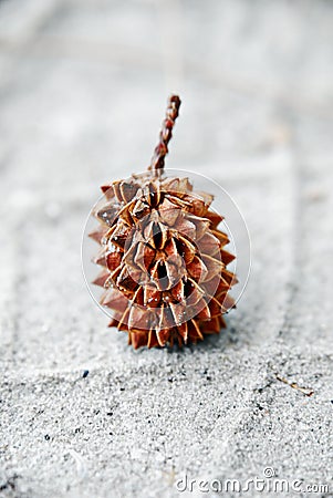 Spiky Seed Stock Photos - Image: 6486993