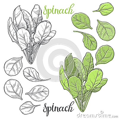 Spinach. Hand Drawn Illustration, Sketch. Elements For Design. Royalty ...