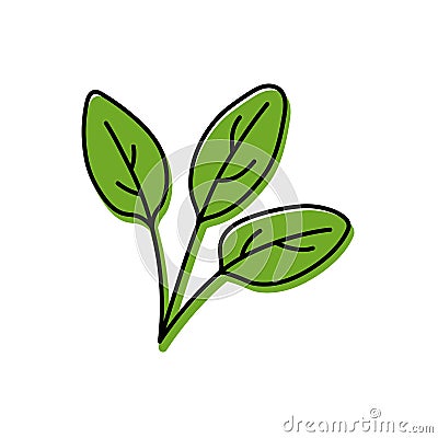 Spinach Herb. Vegetable Sketch. Color Simple Icon. Hand Drawn Vector ...