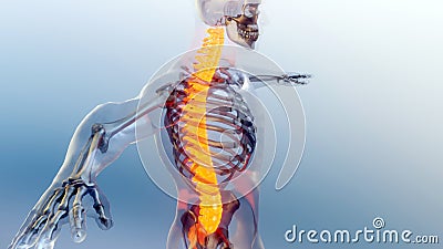 Spinal Cord Vertebral Column Cervical Vertebrae Of Human Skeleton ...
