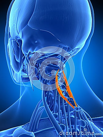 The Spinalis Cervicis Stock Illustration - Image: 72486370