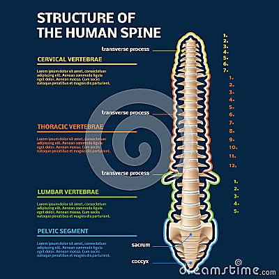 Spine Structure Infographic. Human Vertebral, Specifying All Divisions ...