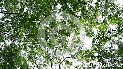 Spinning Around Green Foliage Tree in the Public Park. Stock Video ...