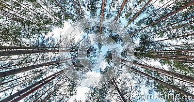 Spinning and Torsion and Looking Up into Pinery Forest. Trees Growing ...