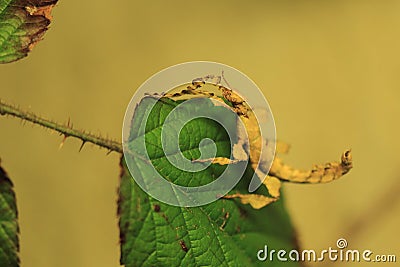 Spiny Leaf Insect Stock Image | CartoonDealer.com #30643483