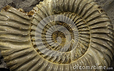 Spiral Shell Fossil Stock Image - Image: 29828891