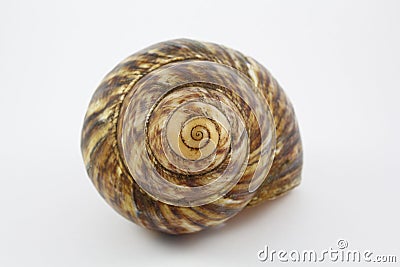 Spiral Snail Shell Stock Photo - Image: 45309313
