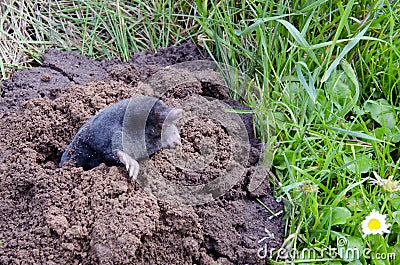Spirng Mole And Molehill Stock Photo - Image: 24219640