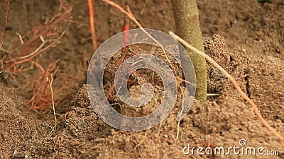 Spitting Wild Plants in the Garden Stock Video - Video of beauty, sunny ...