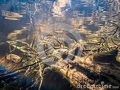 Split-toned Underwater View Of Sunken Trees Royalty-Free Stock Image ...