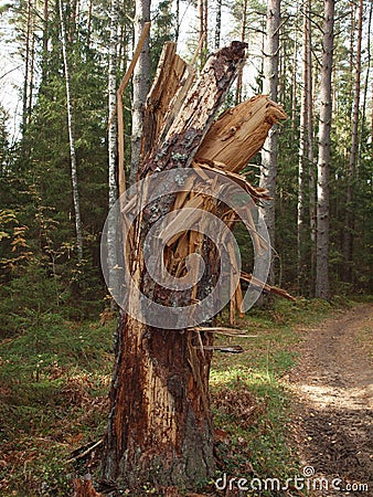 Split Tree Stump Left Over From A Broken And Fallen Tree In An Autumn ...