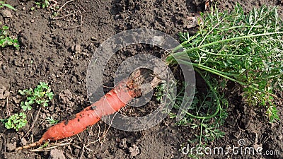 Spoiled Carrots with Defect, Lying on Ground in Garden Stock Footage ...