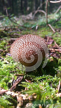 Sponge Like A Hedgehog Stock Photo | CartoonDealer.com #75627276