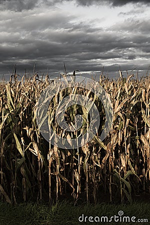 Spooky Corn Field Stock Photography - Image: 34995392
