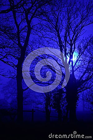 Spooky Trees Stock Photography - Image: 210782