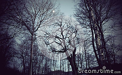 Spooky Trees Stock Photo - Image: 26178290