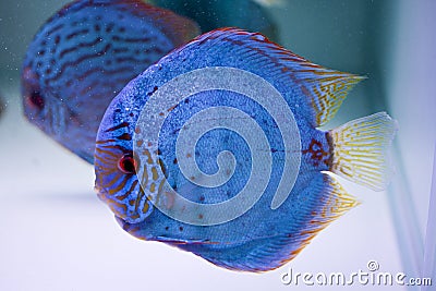 Spotted Blue Discus Stock Images - Image: 35809544