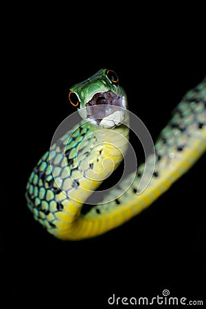 Spotted Bush Snake Royalty Free Stock Photography - Image: 6749917