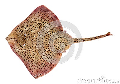 Spotted Ray Fish Stock Image | CartoonDealer.com #16091119