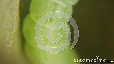 Sprawler Moth Caterpillar, Asteroscopus Sphinx , Making a Coccoon of ...